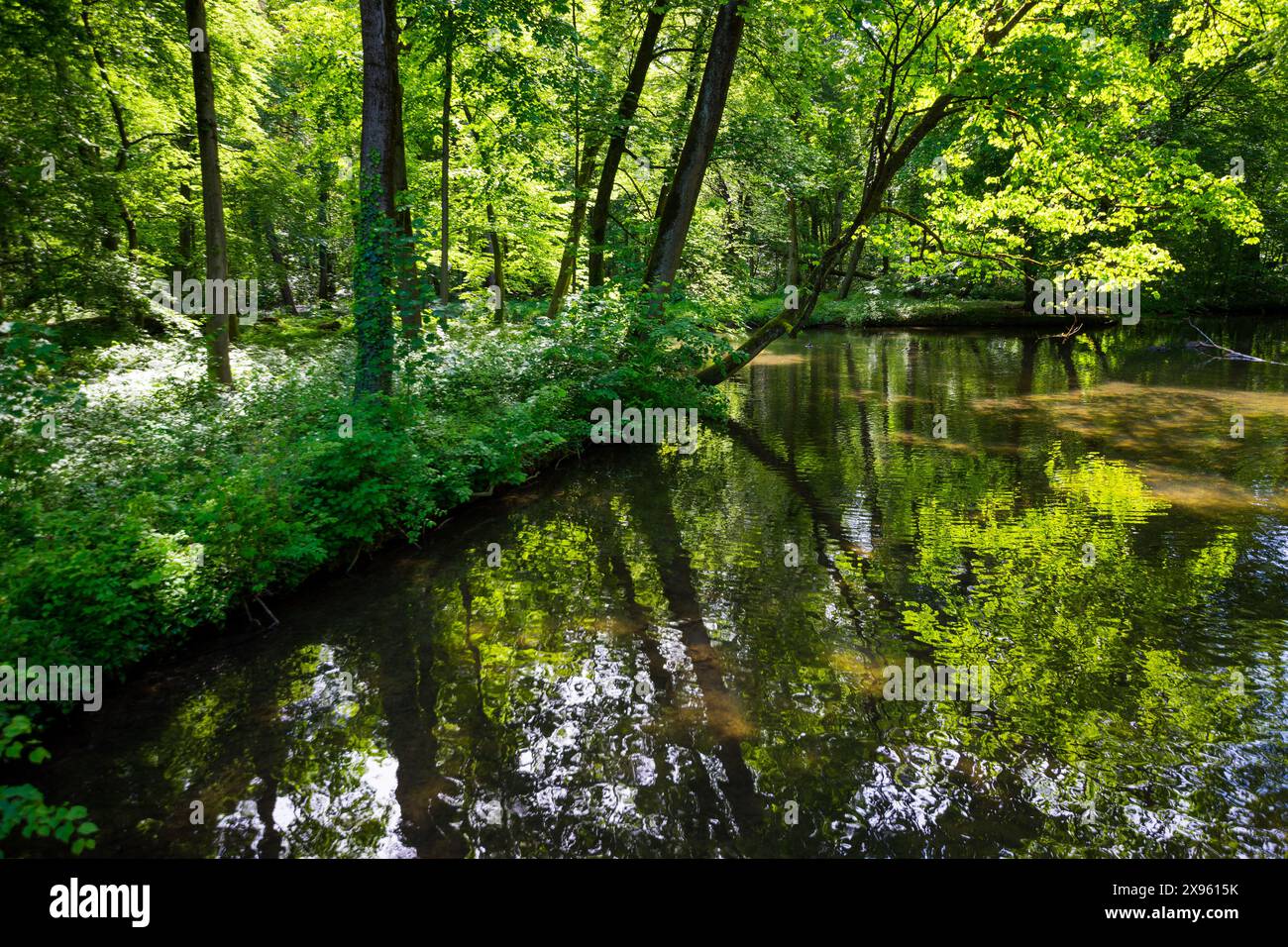 Beautiful scenery and reflections of trees in the park of amazing ...