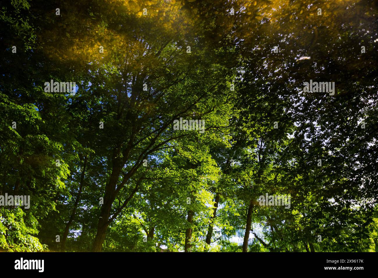 Beautiful scenery and reflections of trees in the park of amazing ...