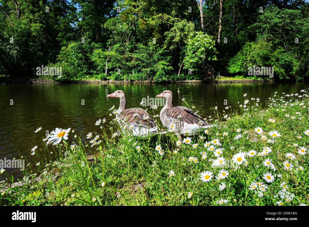 Beautiful landscape with geese on the grass near water in the ...