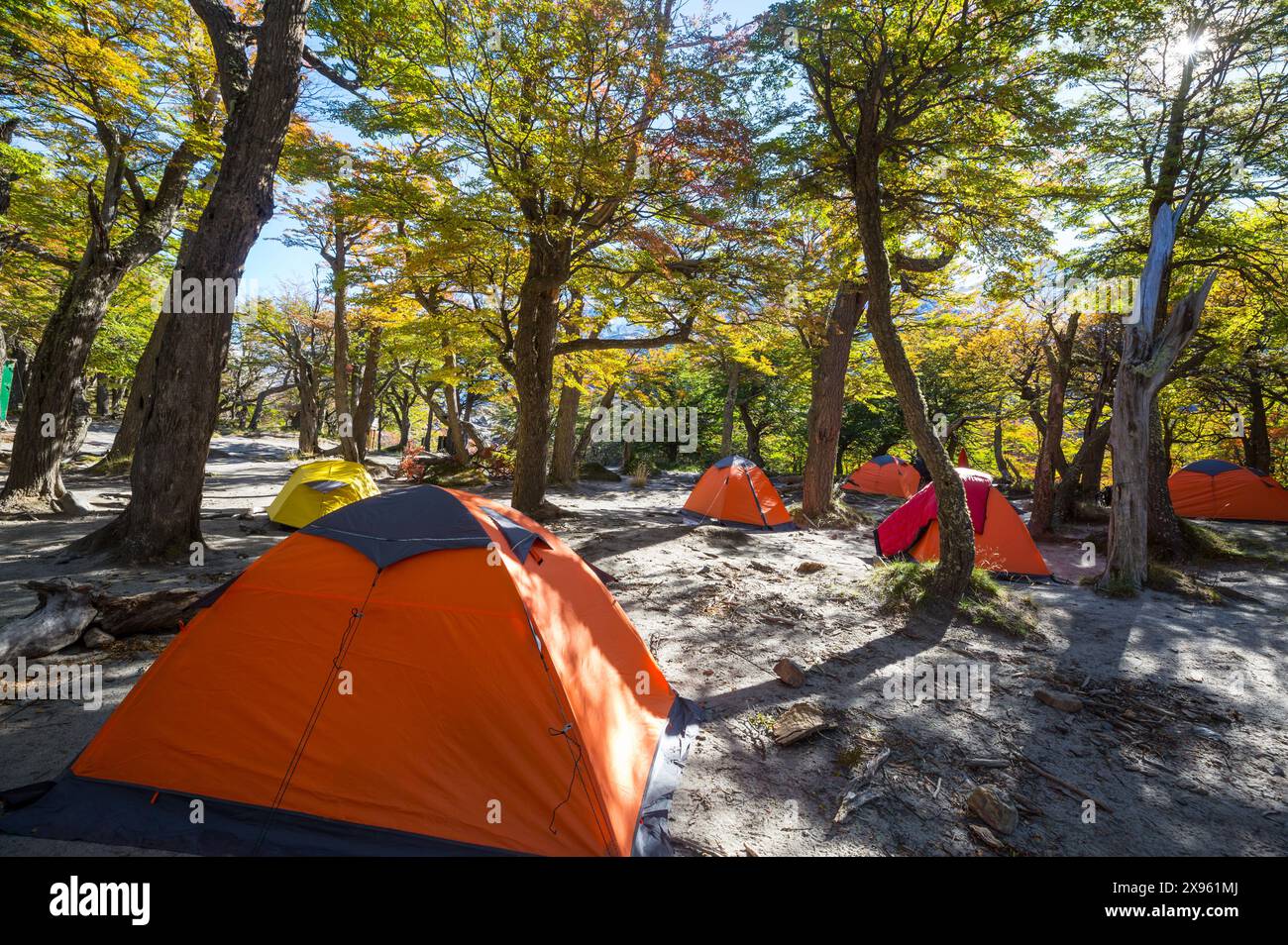 tents in summer camping in green forest Stock Photo - Alamy