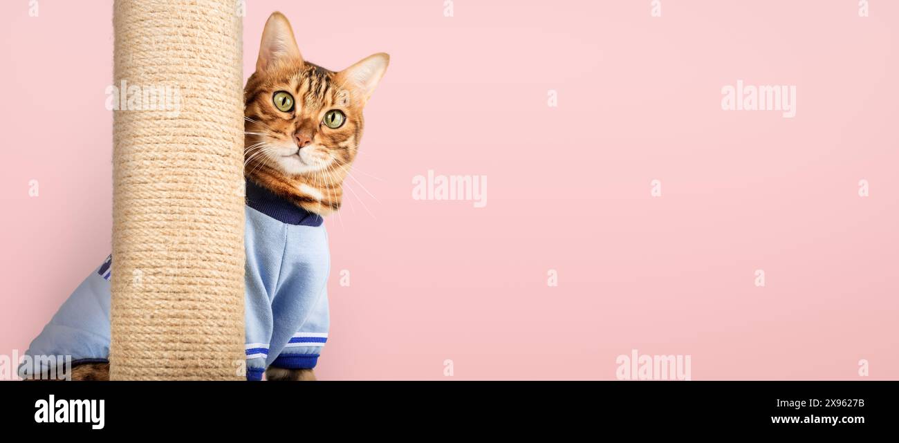 A Bengal cat peeks out from behind a cat scratching post. Cat and ...