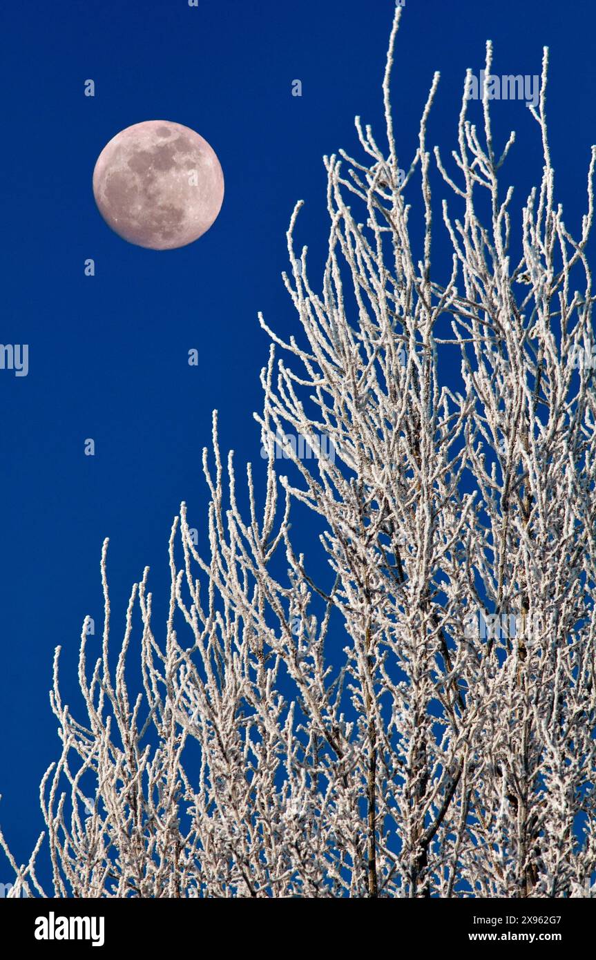 Frozen Tree, Digital Moon Added Stock Photo - Alamy