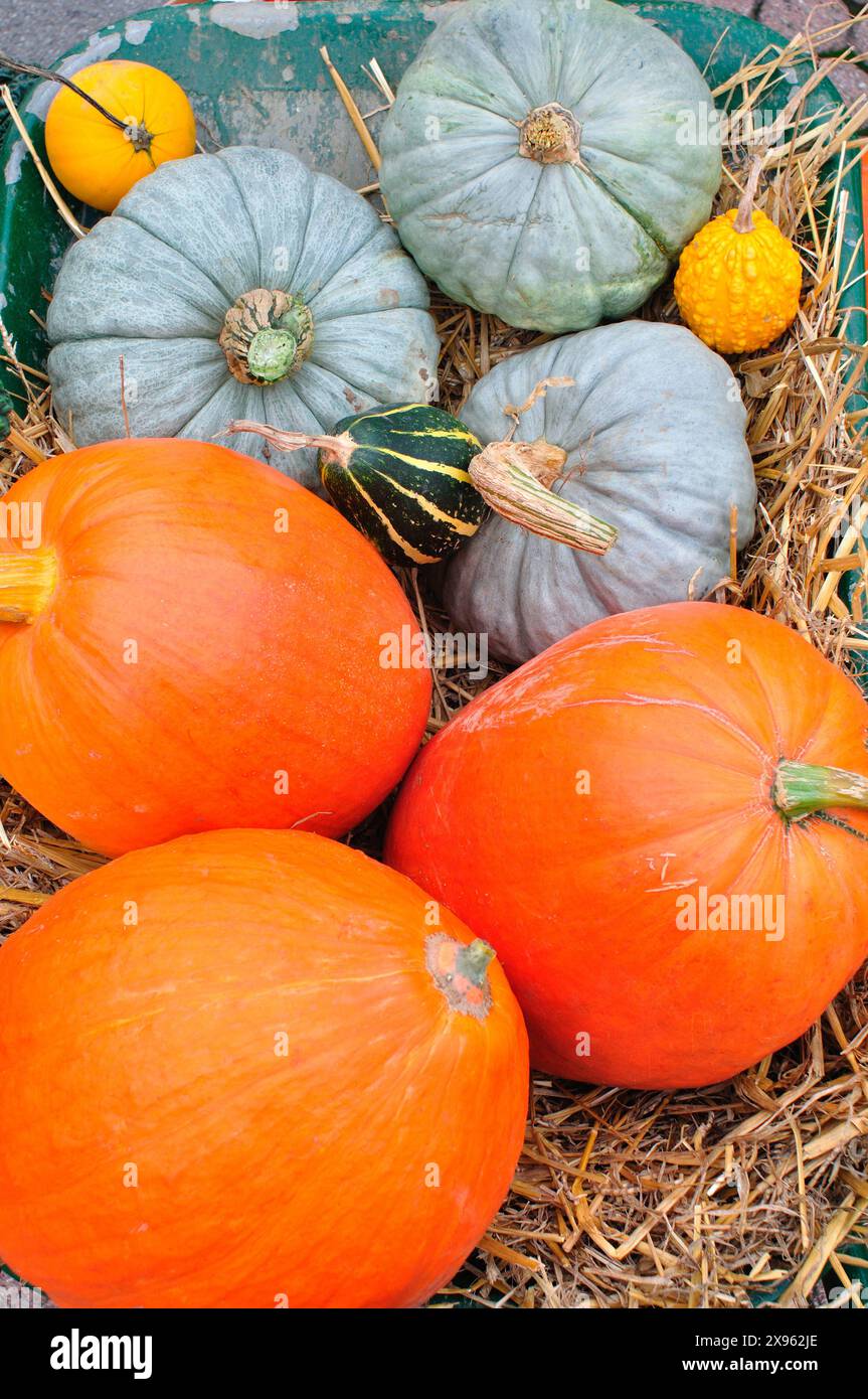 Multi coloured pumpkins hi-res stock photography and images - Alamy