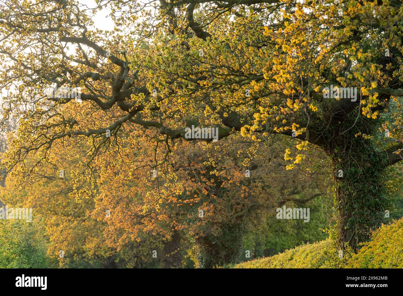 Early morning light on Spindle Lane, Nottinghamshire England UK Stock ...