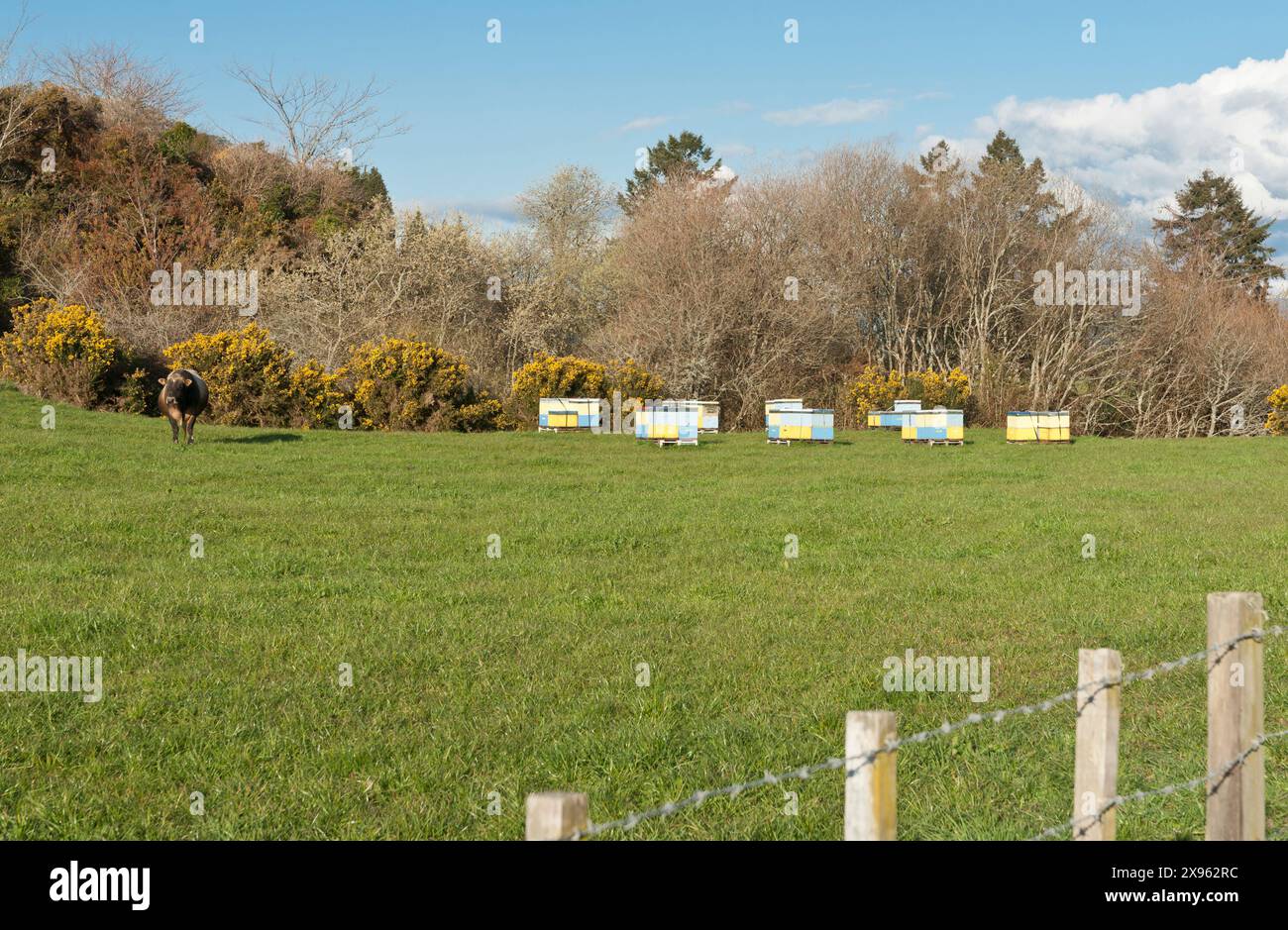Farm field with cow and bee hives in rural New Zealand Stock Photo - Alamy
