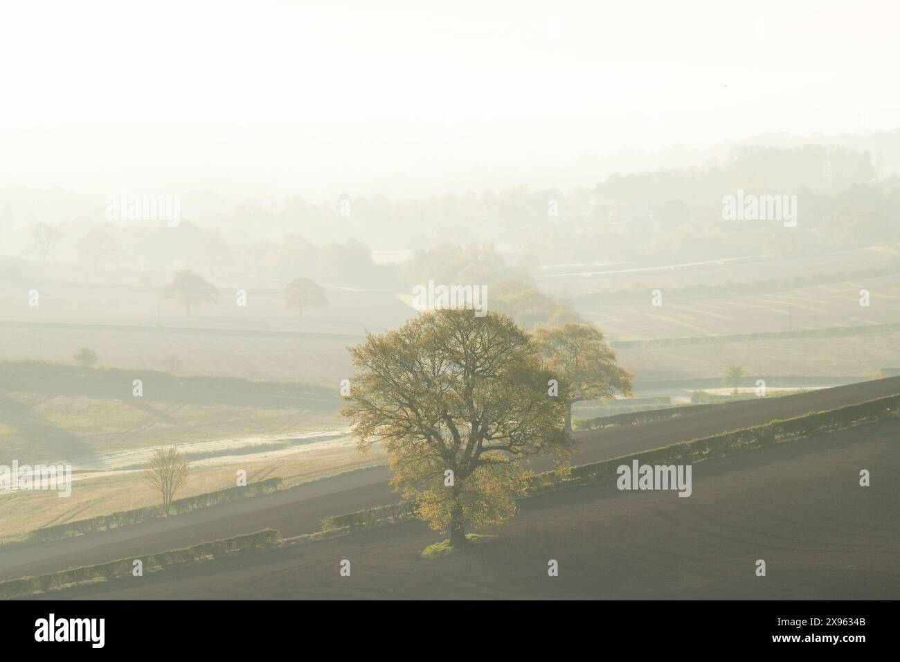 Misty Morning light at Dorket Head in Nottinghamshire England UK Stock ...