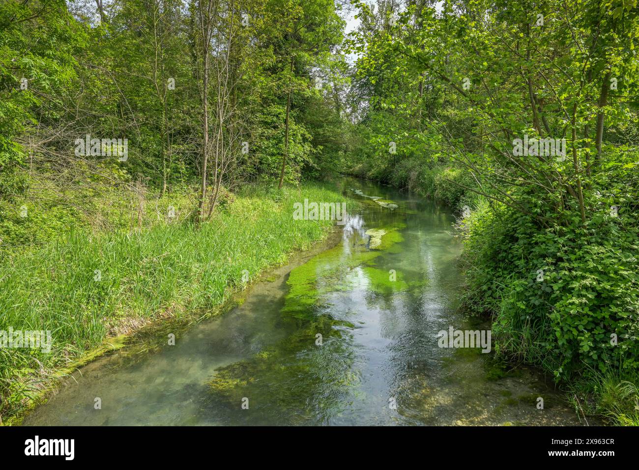 Rheinaue, Altwasser, Seitenarm des Rhein im Naturschutzgebiet ...