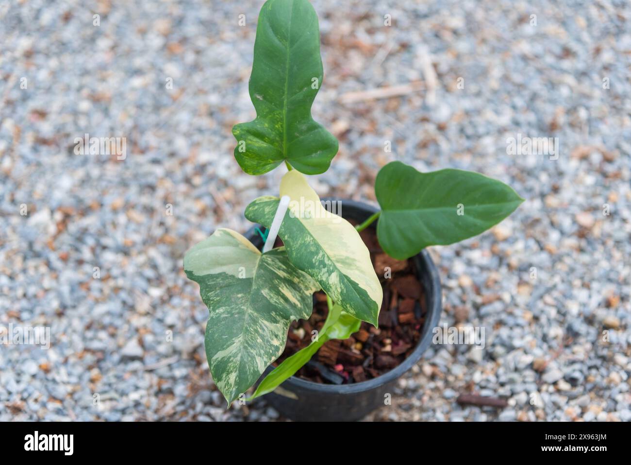 Closeup to Fresh leaf of philodendron florida beauty x mayoi Stock ...