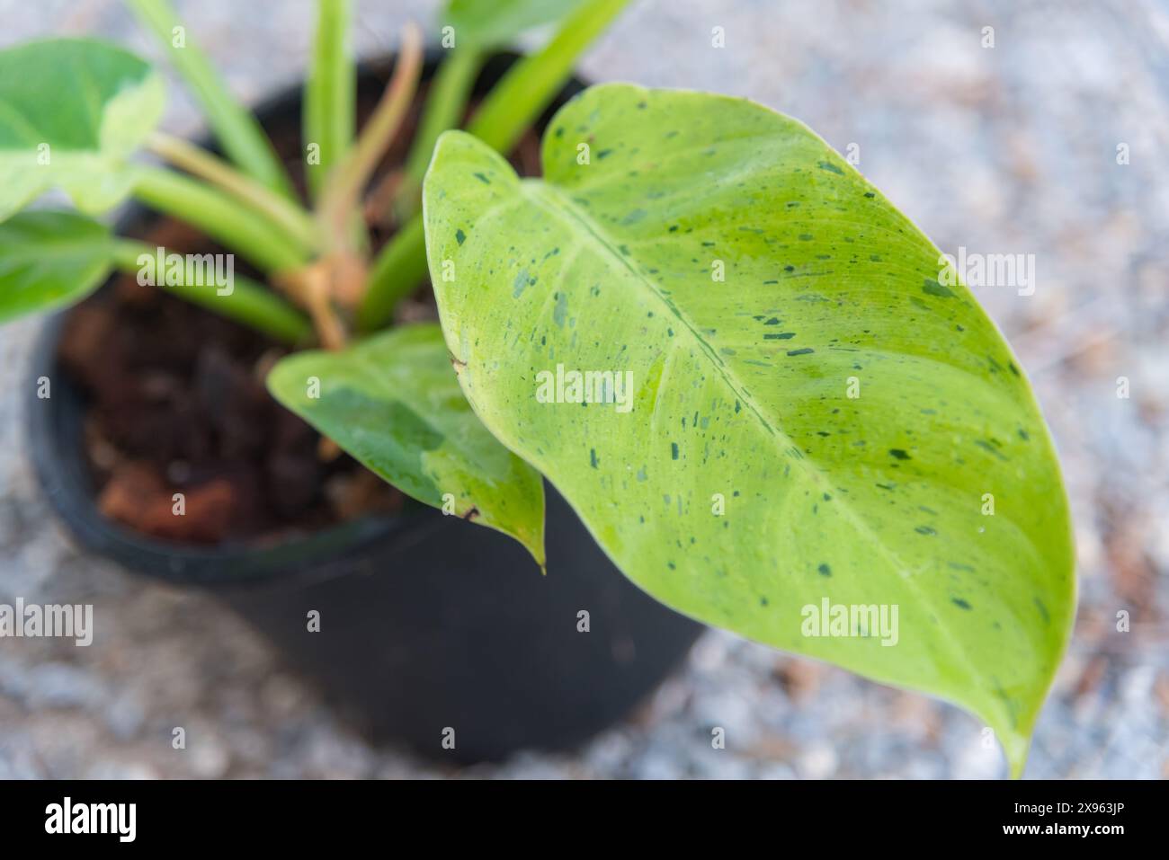 Ruaysap marble hi-res stock photography and images - Alamy