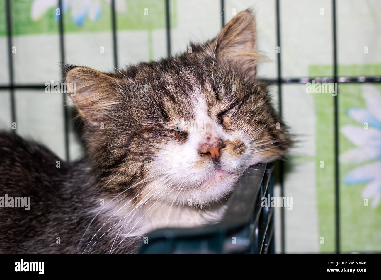 In a cage, a cat peacefully sits with its eyes shut. Its a carnivorous ...