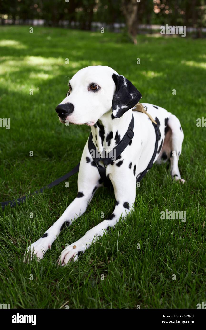 Adult dalmatian dog in nature hi-res stock photography and images - Alamy