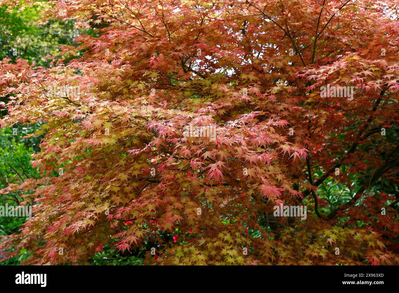 Red pink yellow spring leaves of the Japanese maple acer palmatum ...