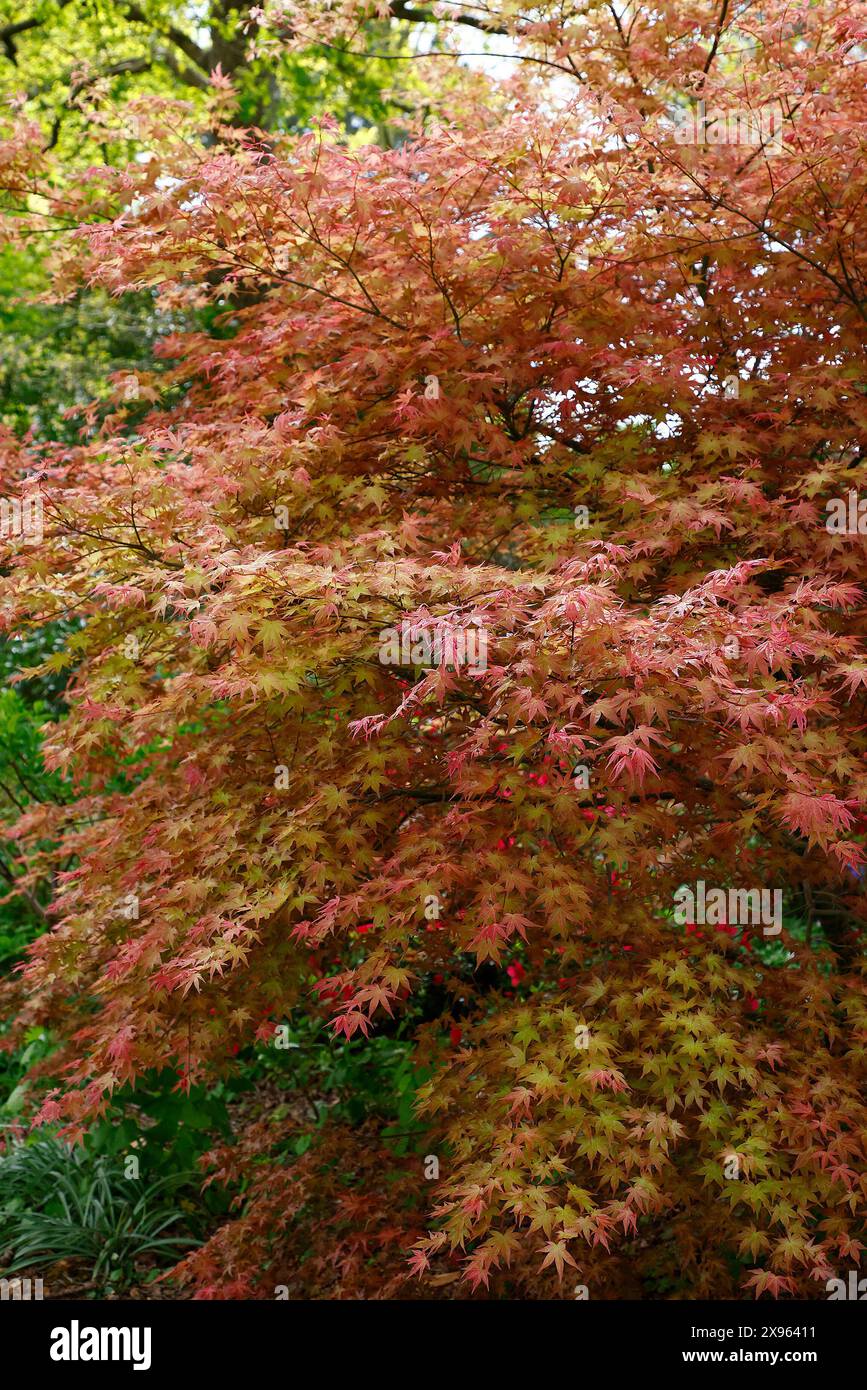 Red pink yellow spring leaves of the Japanese maple acer palmatum ...