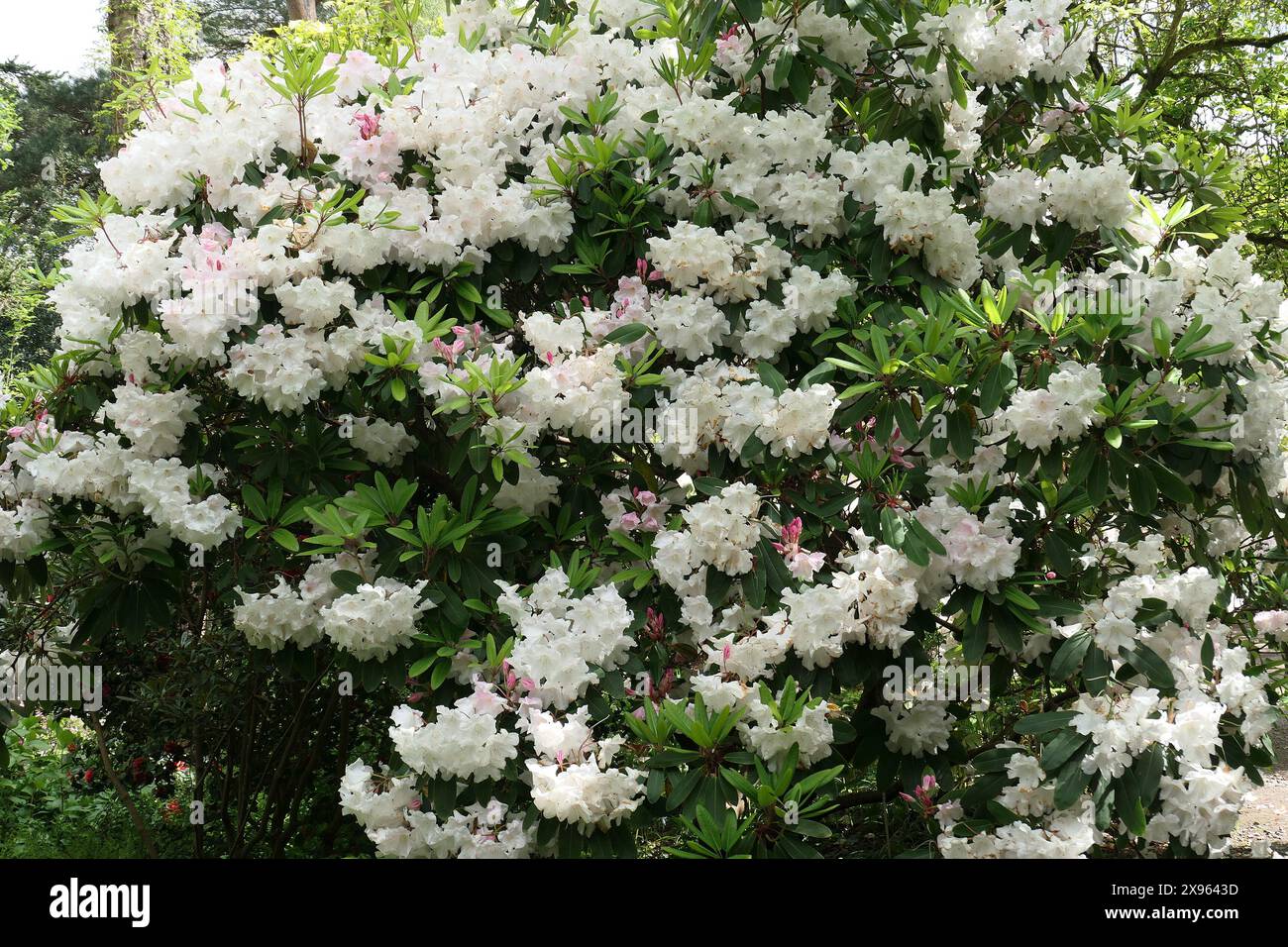 Closeup of the white pink flowers of an evergreen garden plant of a ...