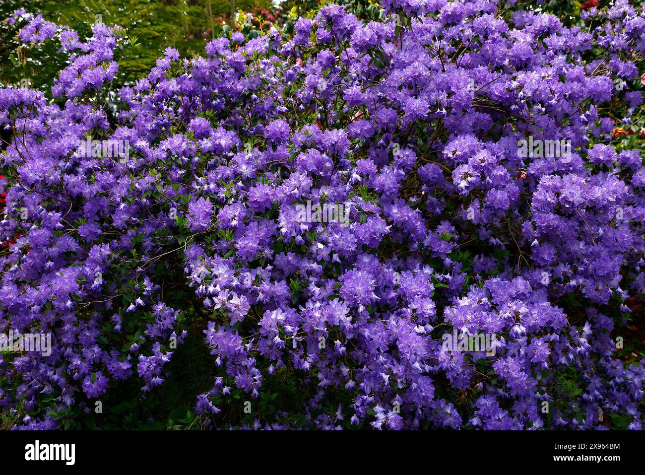 Blue spring flowering rhododendron Stock Photo - Alamy