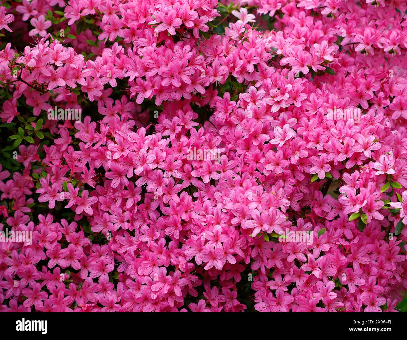 Closeup of the pink flowers of the spring flowering garden azalea plant ...