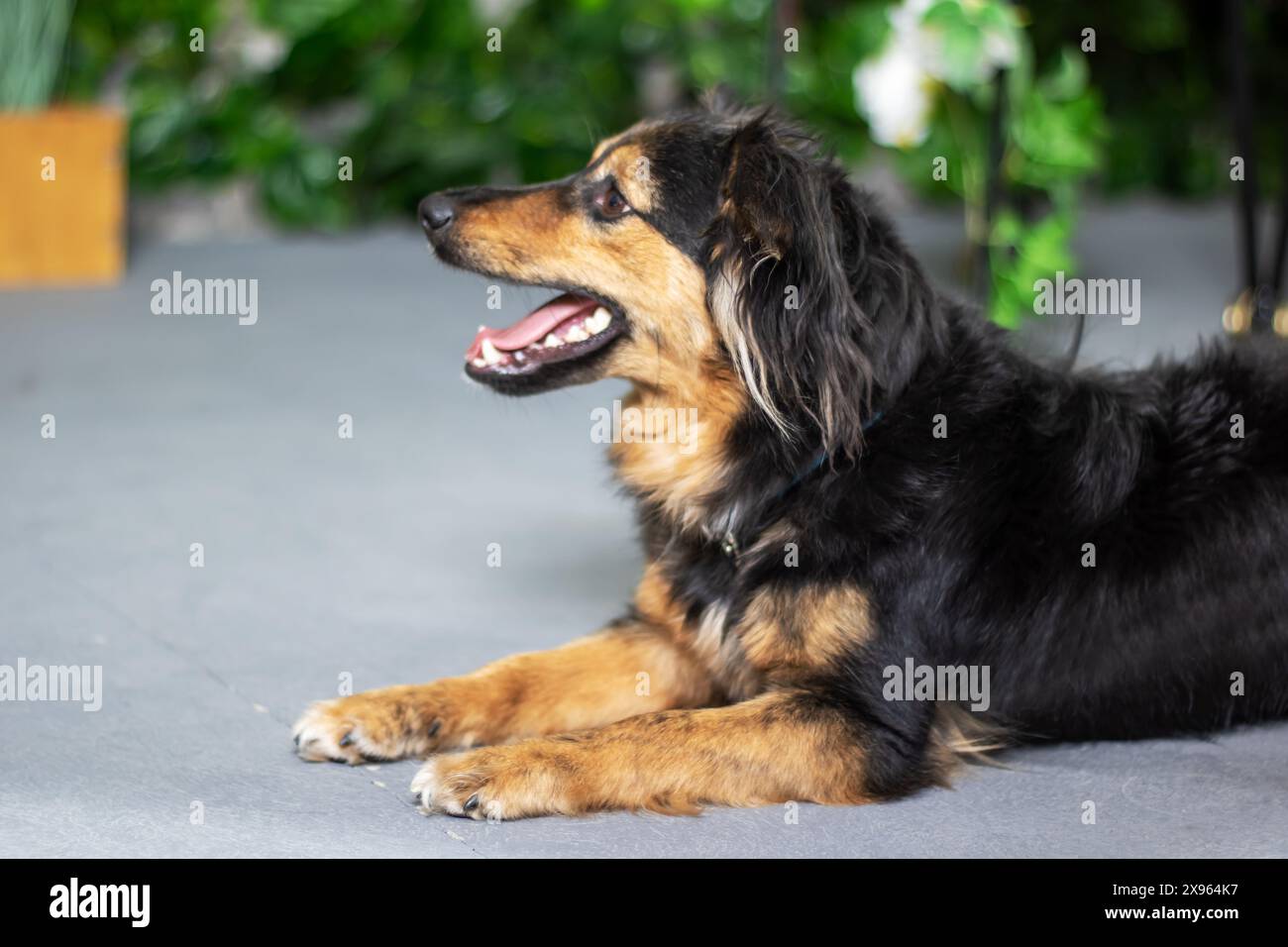 A brown and black dog is laying on the floor with its mouth open. The ...