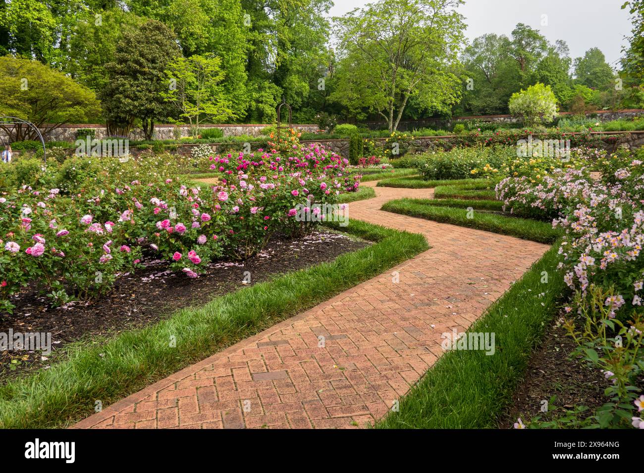 Roses bloom in profusion in the rose gardens in the formal walled ...