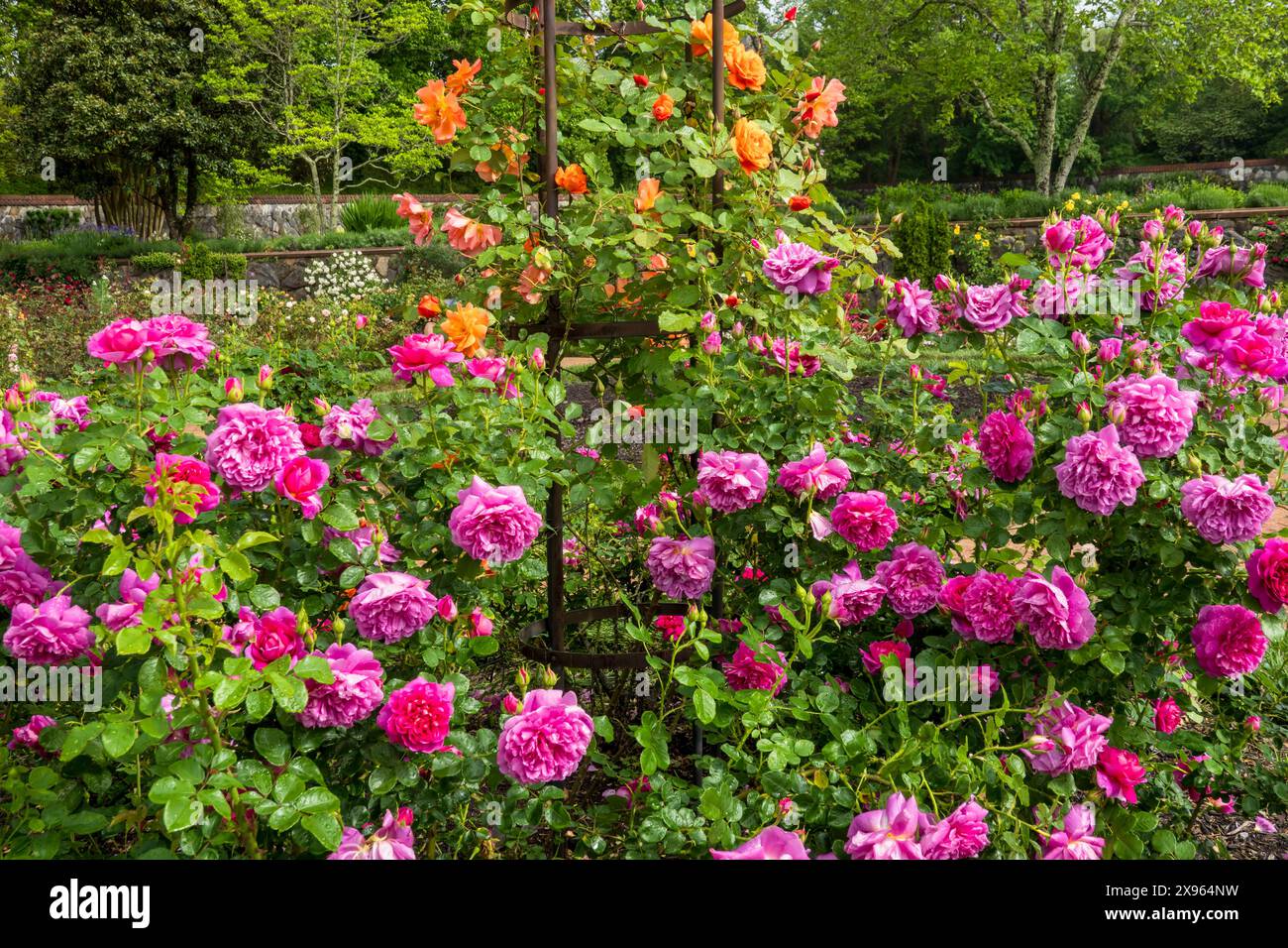 Roses bloom in profusion in the rose gardens in the formal walled ...