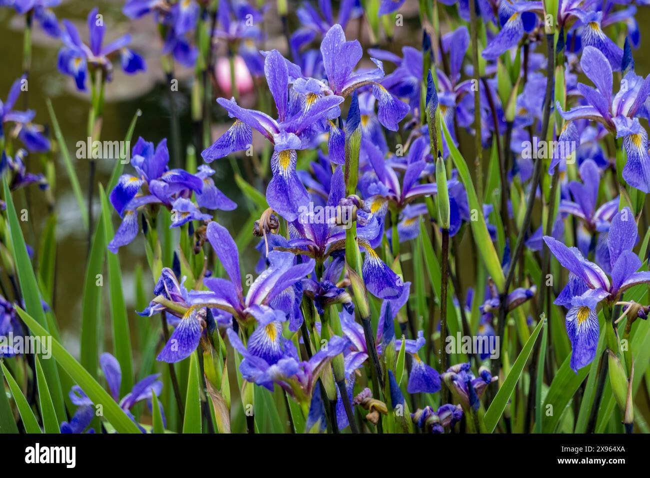 Iris sibirica, Siberian iris is a massed planting in North Carolina ... Iris sibirica, Siberian iris is a massed planting in North Carolina ...