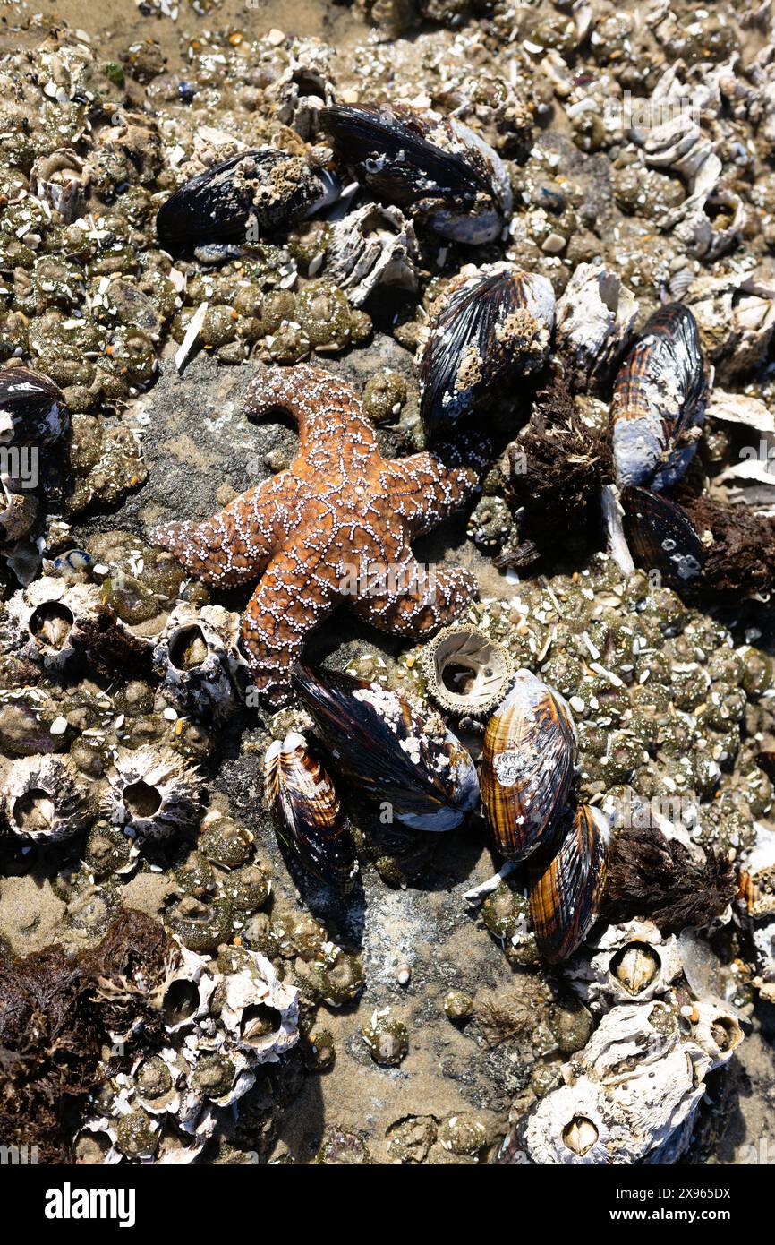 Starfish, clams, and barnacles during low tide Stock Photo - Alamy