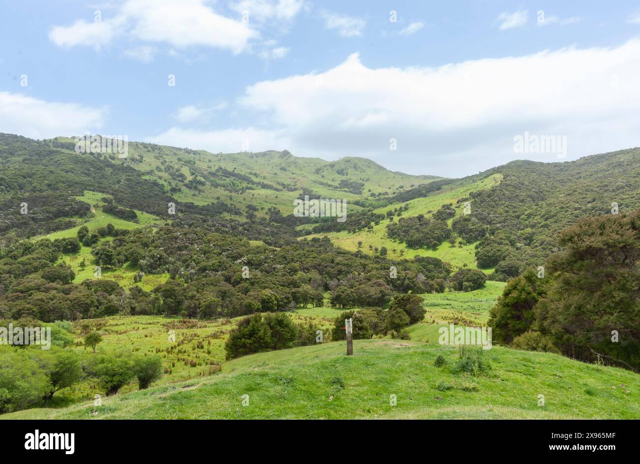 Green fields and bush in valley of typical New Zealand farm Stock Photo ...