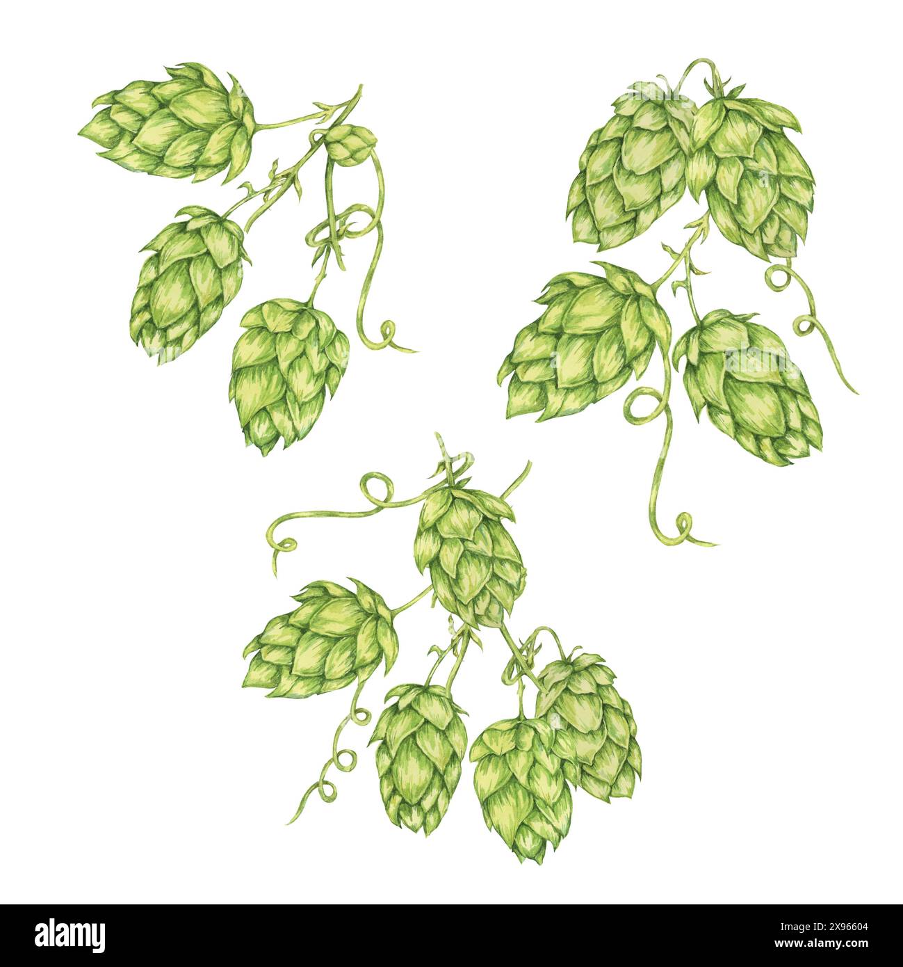 Hop cones branch watercolor illustration. Green humulus lupulus vine ...