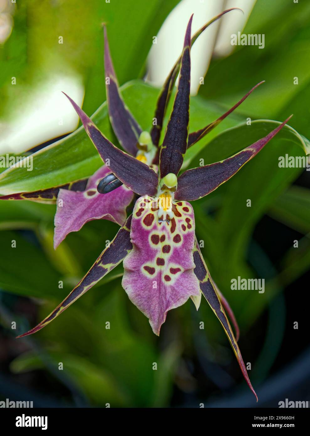 Large orchids hi-res stock photography and images - Alamy