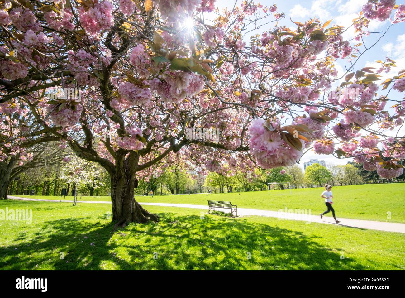 Spring blossom at Woodthorpe Park, Nottingham Nottinghamshire England ...