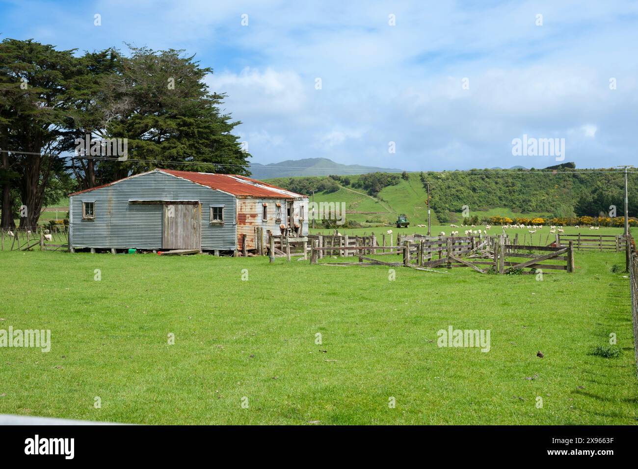 Corrugated shearing shed and yards in typical New Zealand rural area of ...