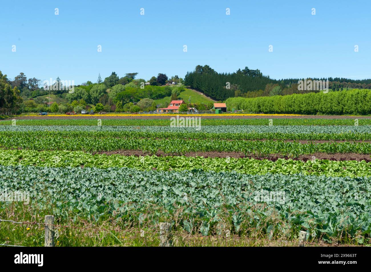 Crop varieties growing in colourful rows from roadside Stock Photo - Alamy