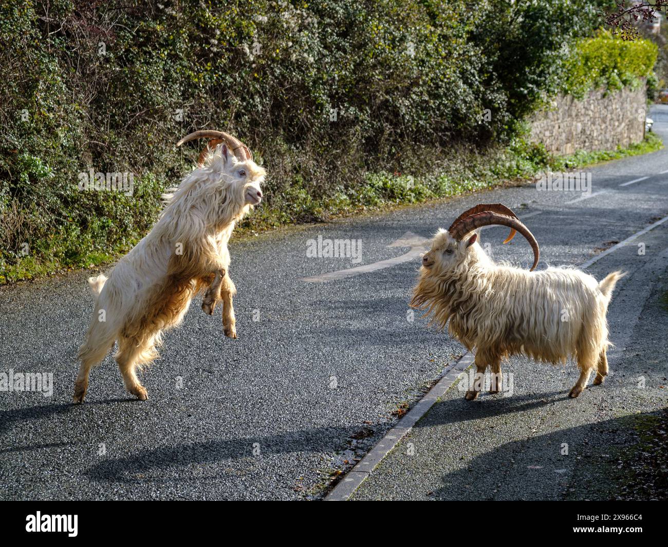 Llandudno Kashmiri Goats rutting on the Geeat Orme in Llandudno, North ...