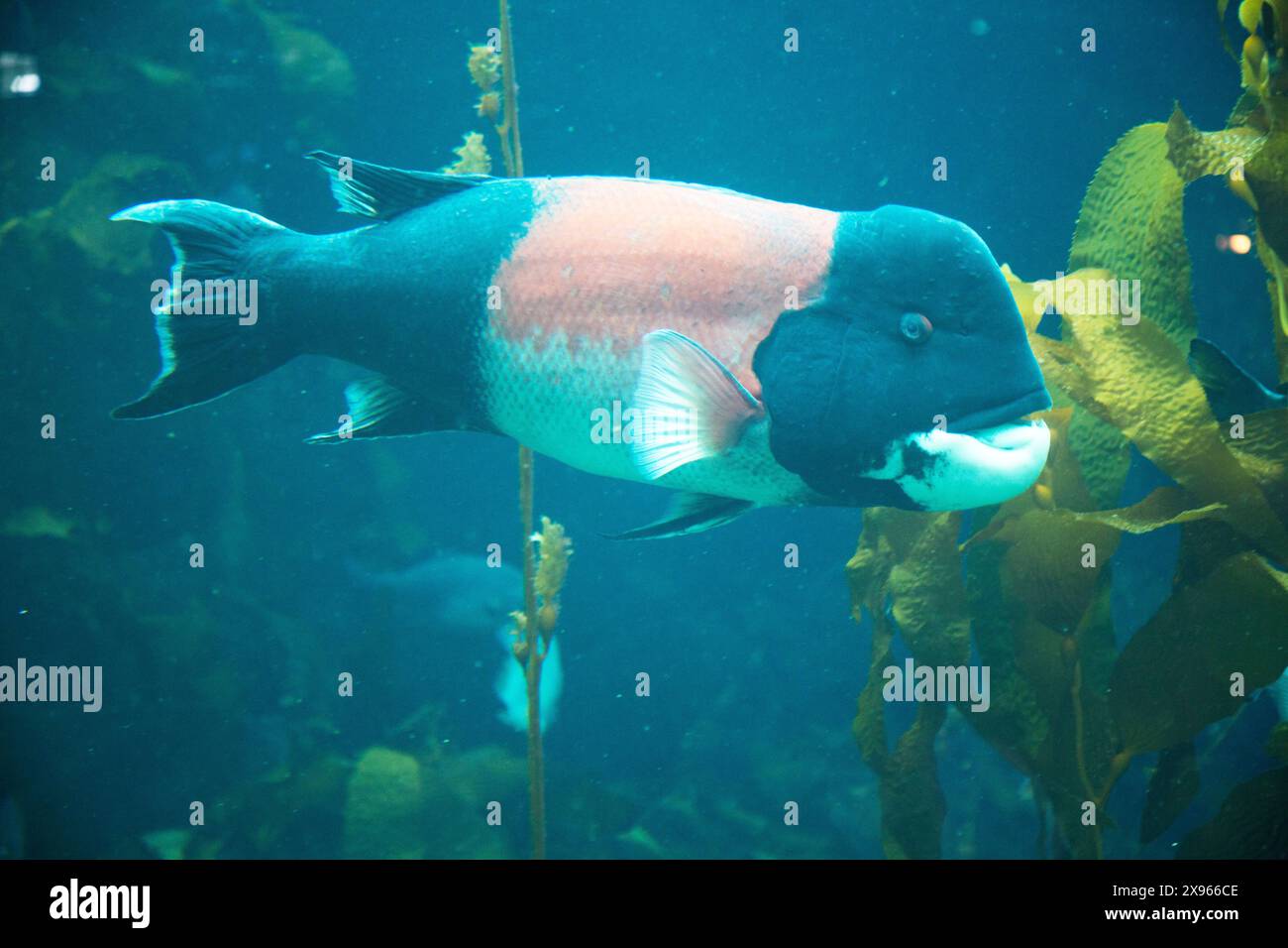 Bump head fish hi-res stock photography and images - Alamy