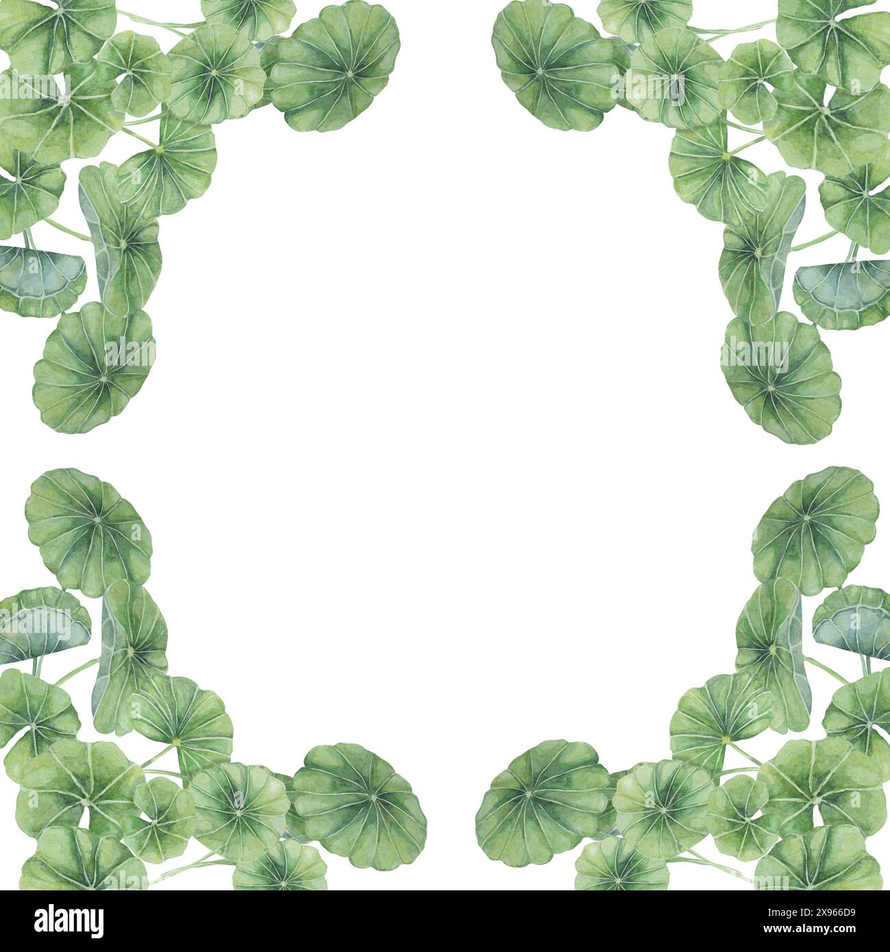 Centella asiatica square frame clipart. Watercolor gotu cola card ...