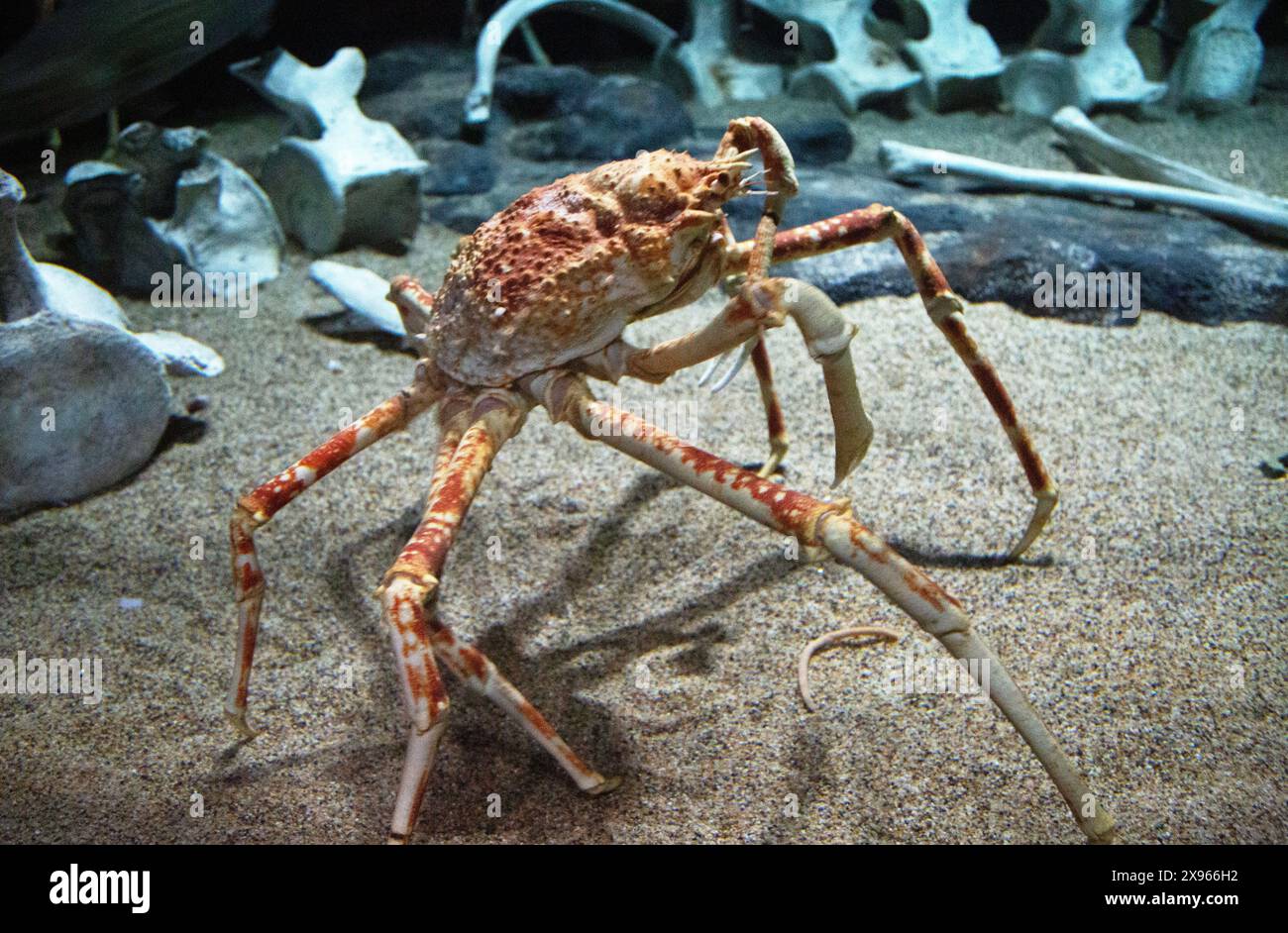 Japanese's Spider Crab, Monterey Bay aquarium, Monterey, California ...