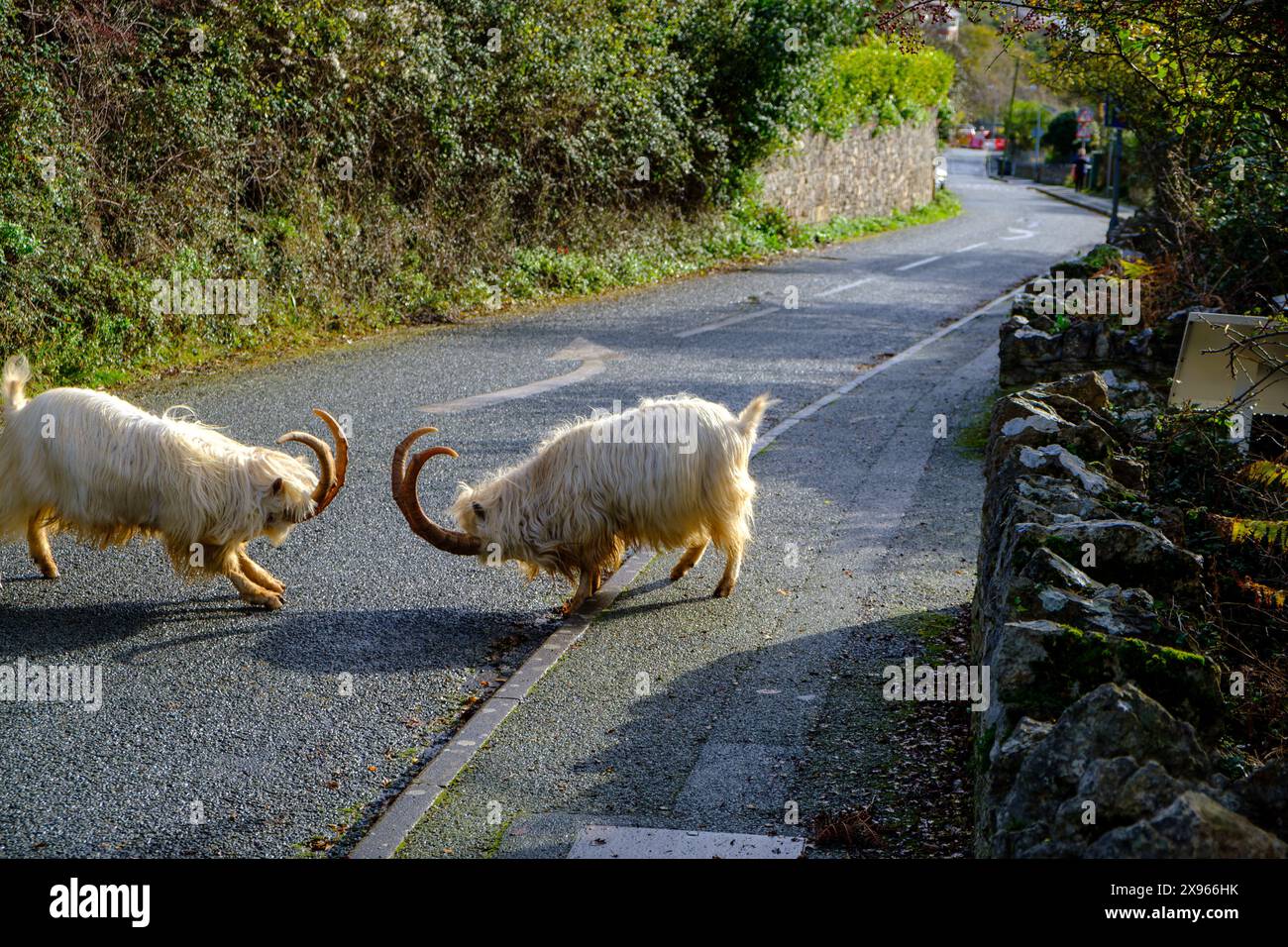 Llandudno Kashmiri Goats rutting on the Geeat Orme in Llandudno, North ...