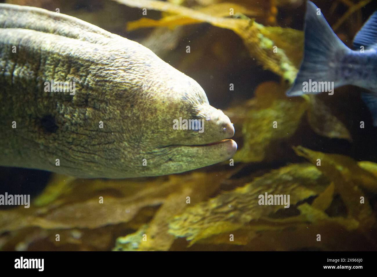 Muraenidae moray eel snake eels hi-res stock photography and images - Alamy