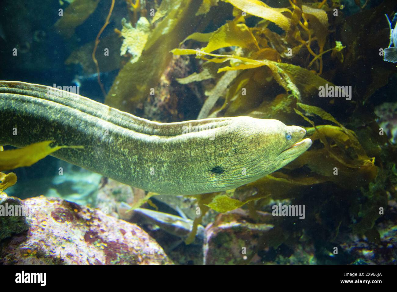 Muraenidae moray eel snake eels hi-res stock photography and images - Alamy