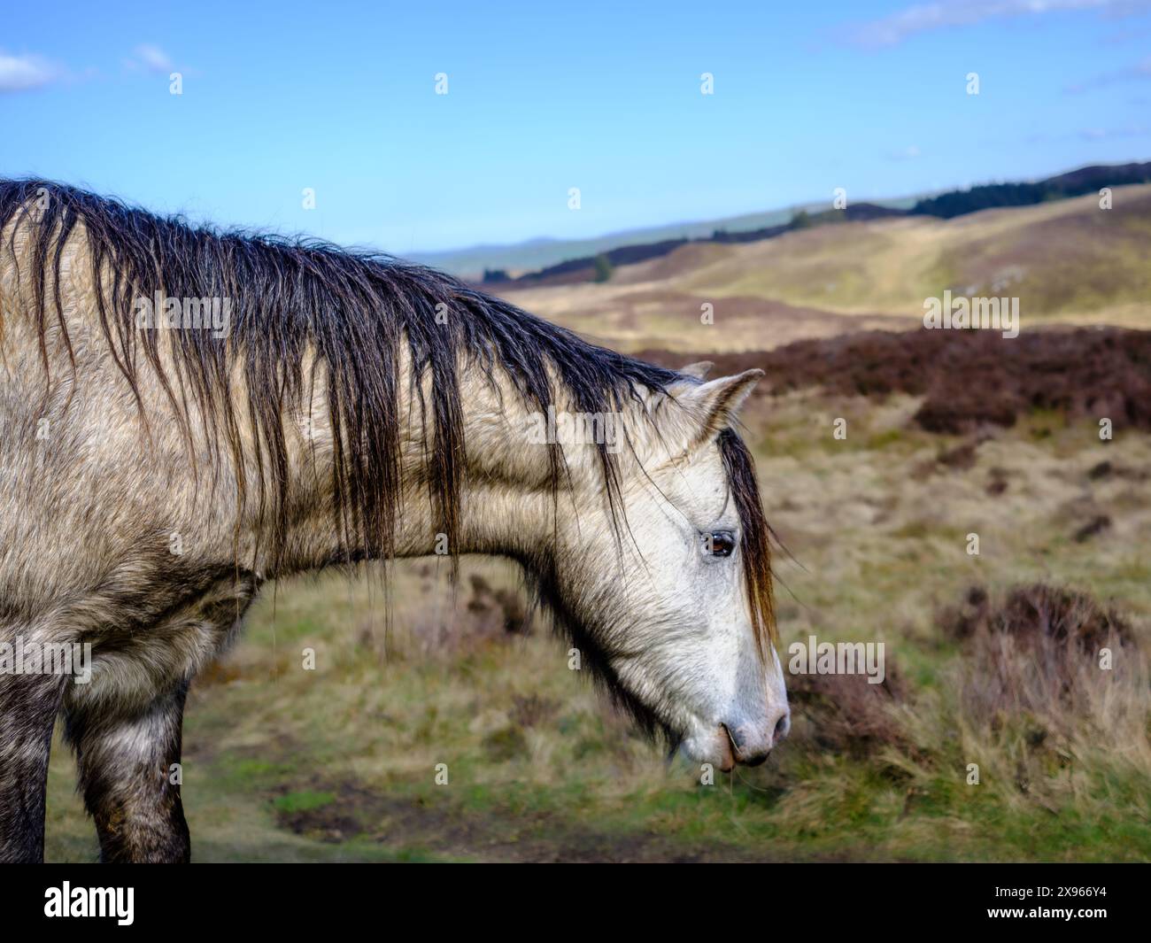 Wild ponies grazing on a moutnatinsode in Snowdonia National park ...