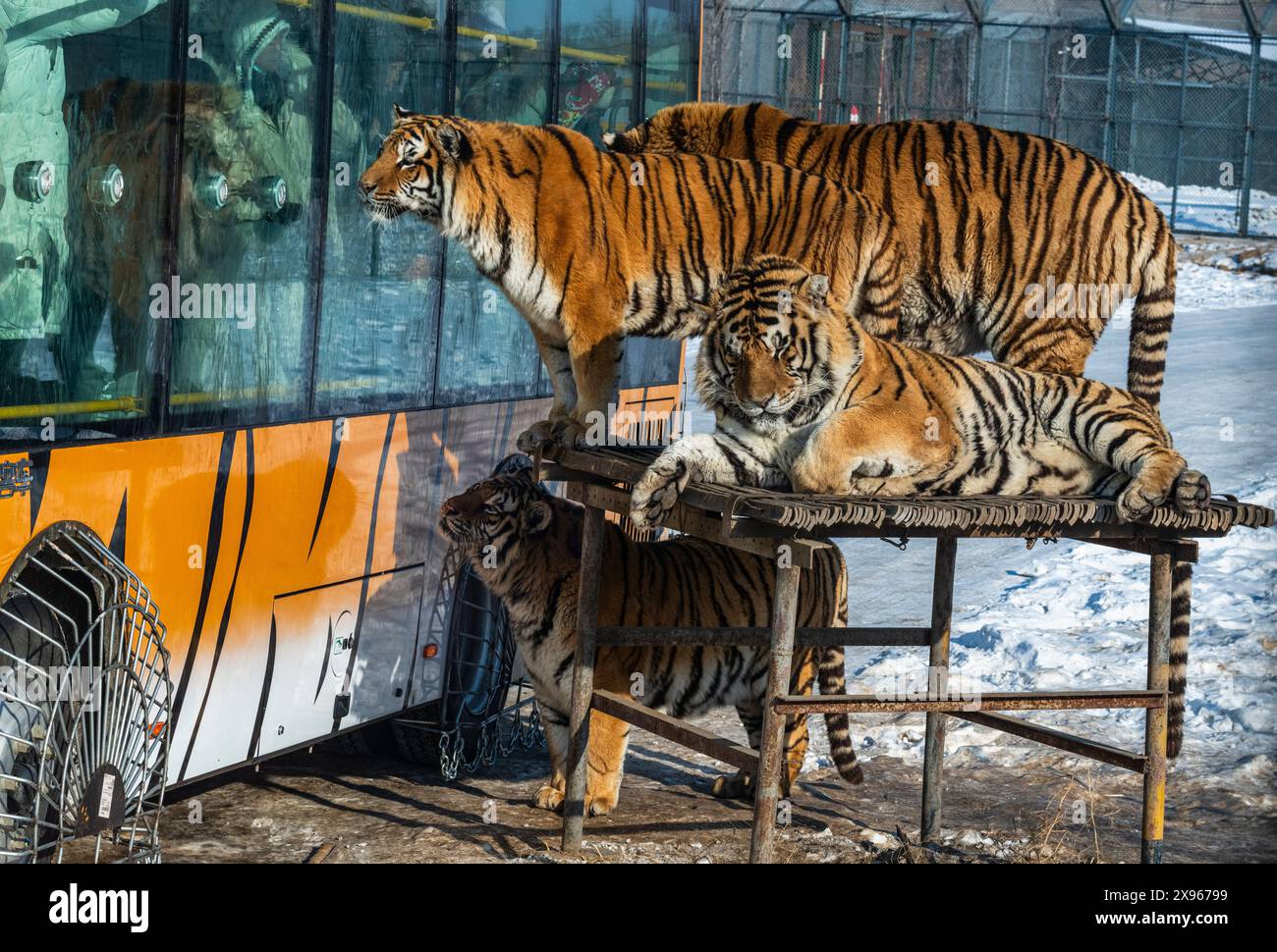 Siberian tiger (Panthera tigris tigris), Harbin Siberian Tiger Park ...