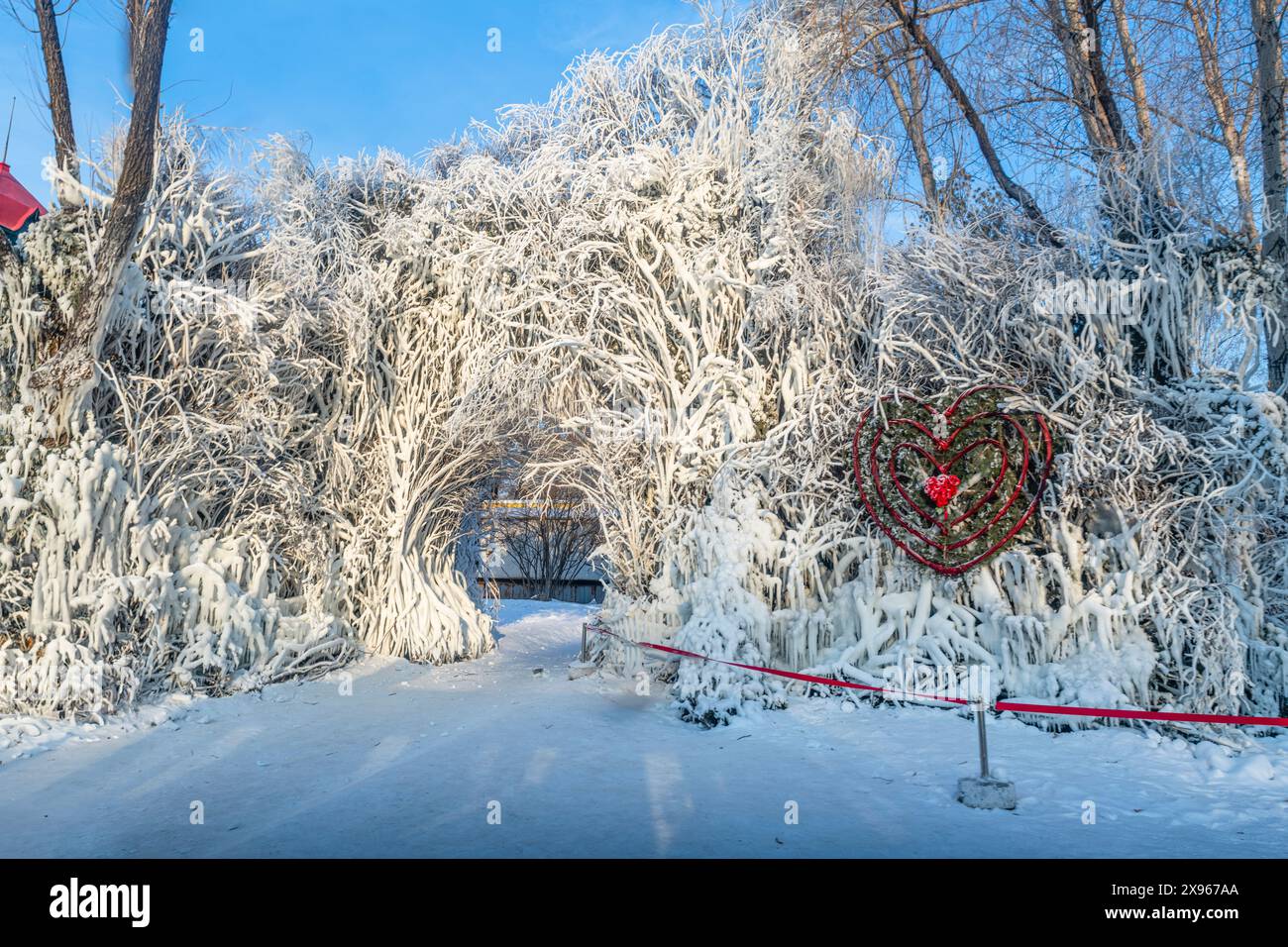Frozen tree, Snow Sculpture Festival, Harbin, Heilongjiang, China, Asia ...