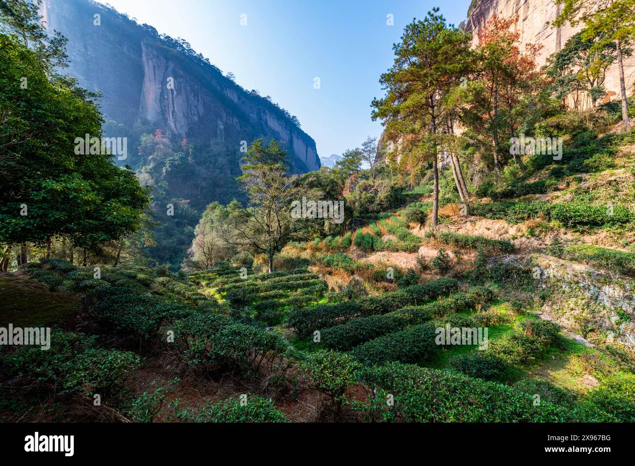 Tree plantations, Wuyi Mountains, UNESCO World Heritage Site, Fujian ...