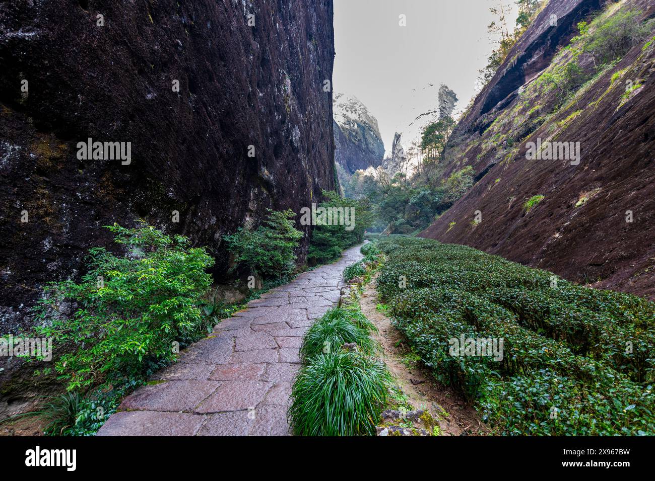 Tree plantations, Wuyi Mountains, UNESCO World Heritage Site, Fujian ...