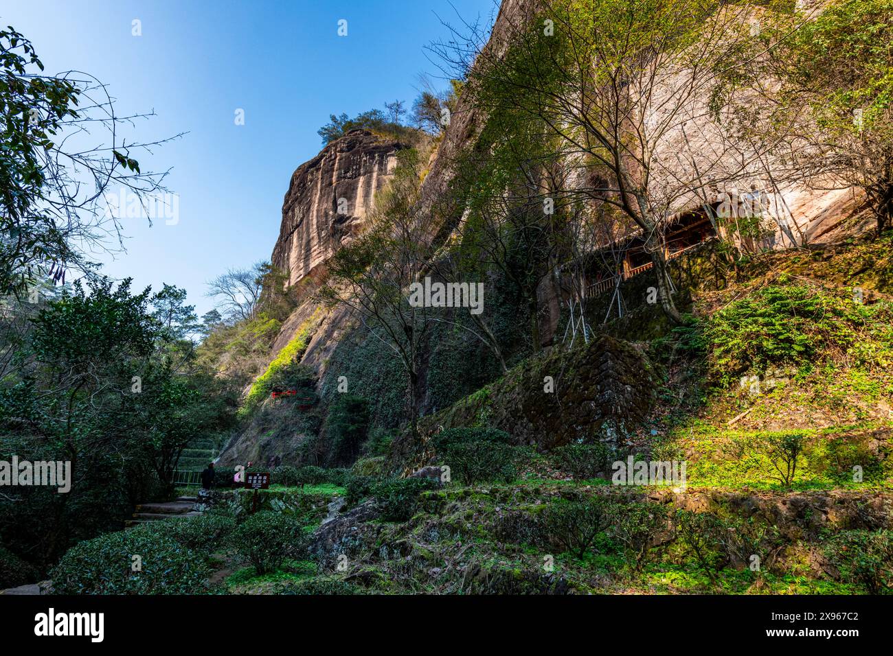 Tree plantations, Wuyi Mountains, UNESCO World Heritage Site, Fujian ...