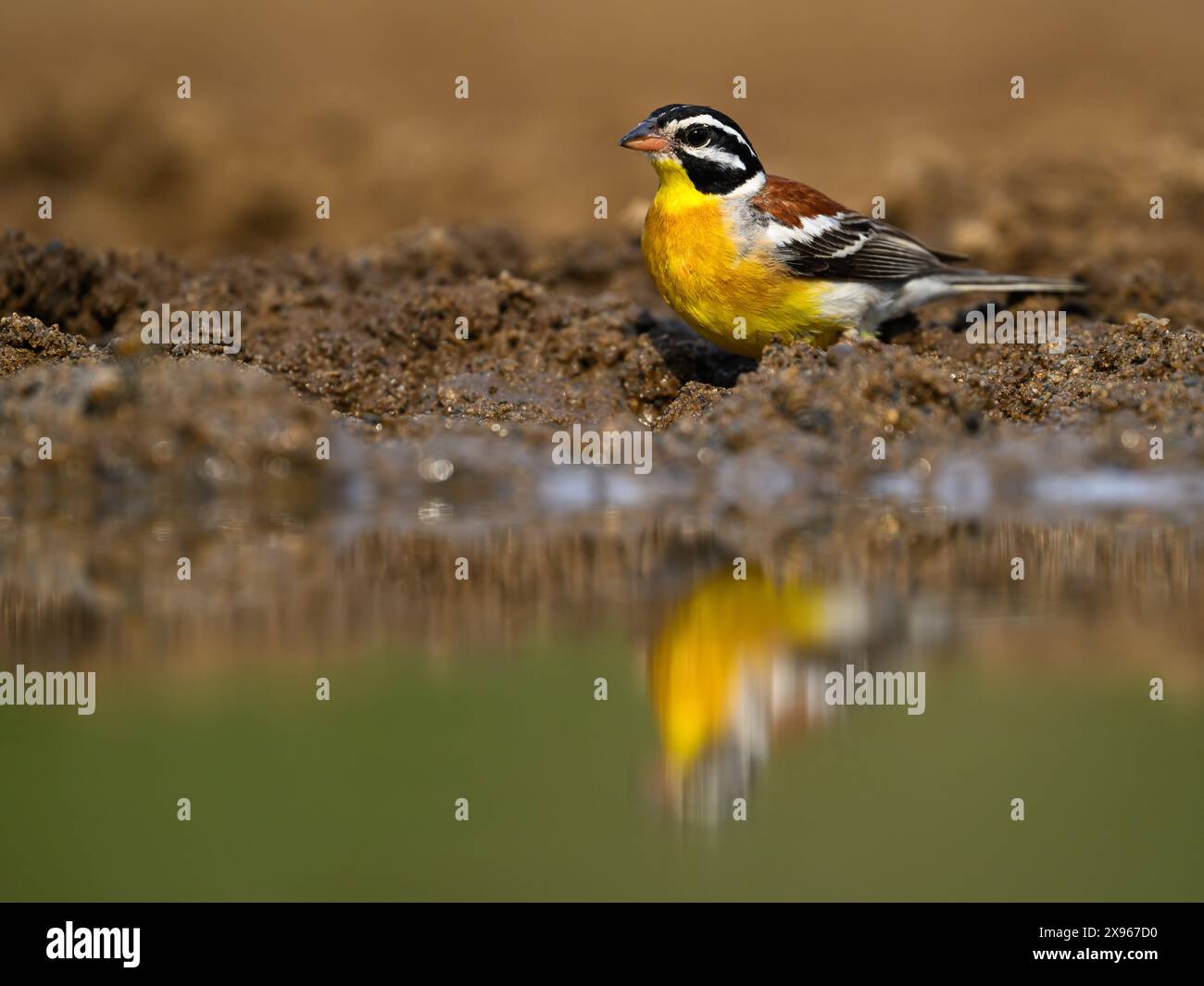 Golden breasted bunting hi-res stock photography and images - Alamy