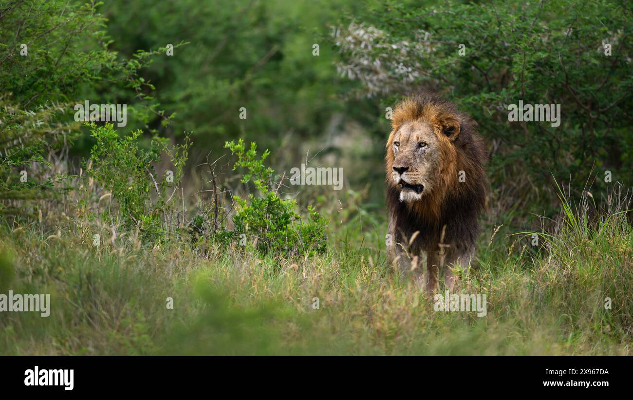 Male Lion, South Africa, Africa Stock Photo - Alamy
