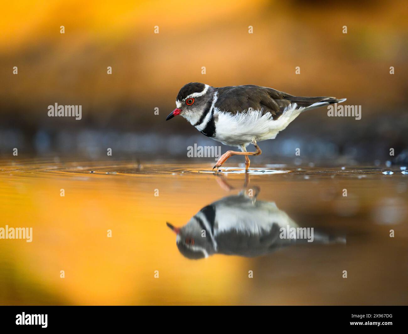 Three Banded Plover, South Africa, Africa Stock Photo - Alamy