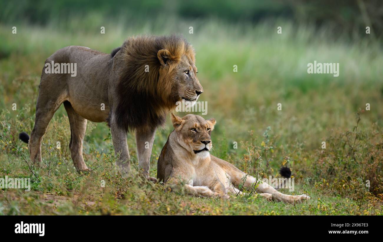 Lion with mate, South Africa, Africa Stock Photo - Alamy