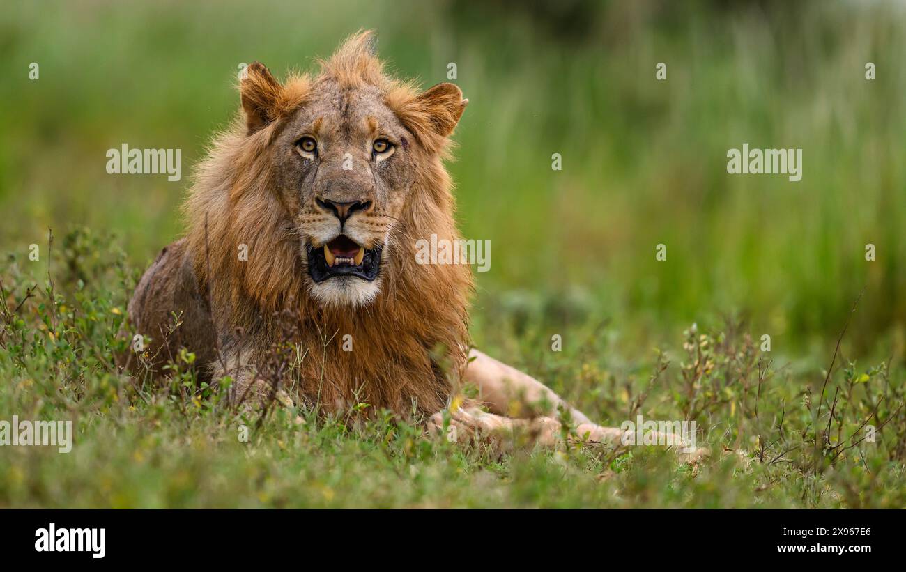 Lions, South Africa, Africa Stock Photo - Alamy