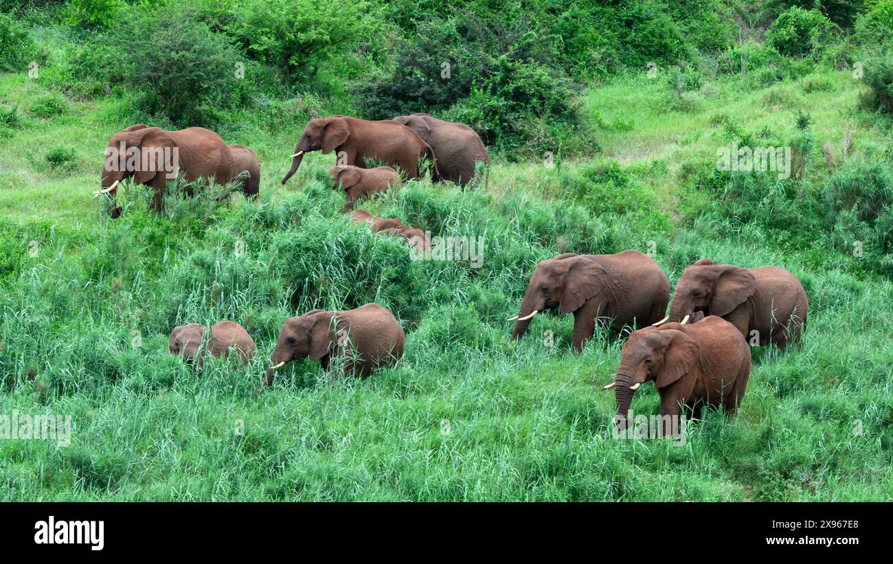 Foraging African Elephants, South Africa, Africa Stock Photo - Alamy